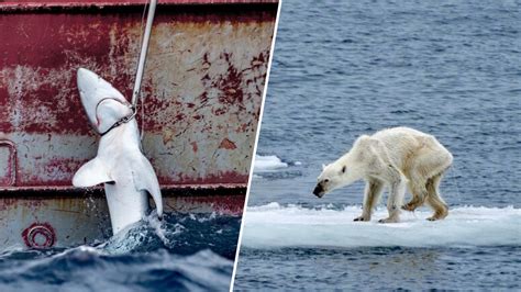 ¿por Qué Tantos Animales Están En Peligro De Extinción Estas Son Las
