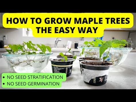 Maple Tree Seeds Artofit