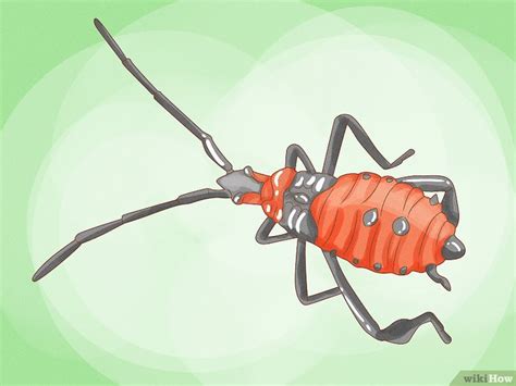 How To Kill Leaf Footed Bugs Identification And Control