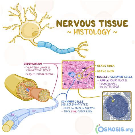 Schwann Cells Histology