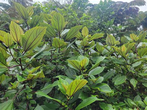 MĀmaki — Hawaii Forest Farms