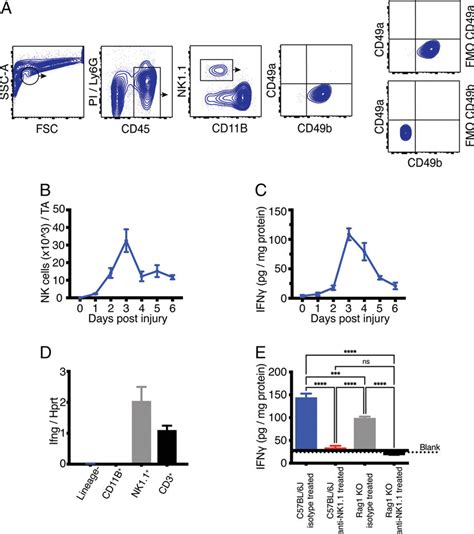 Nk Cells And T Cells Are The Lone Producers Of Ifnγ Following Muscle