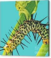 Transformation Takes Time Photograph By Elizabeth Hoskinson Fine Art