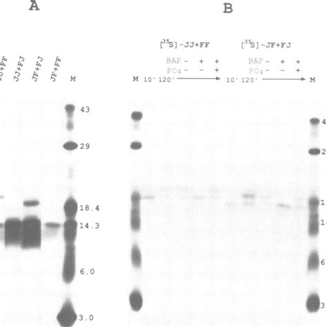 The Chimeric Dna Binding Domains Of Jun And Fos And Potential Dimers Download Scientific