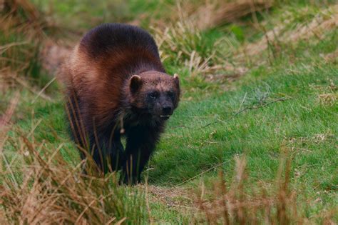 Wolverine Animal Photos Download The Best Free Wolverine Animal Stock