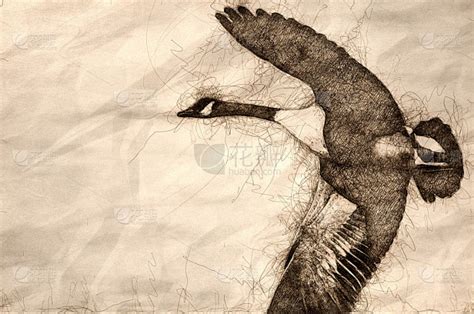 在蓝天中飞翔的加拿大鹅素描