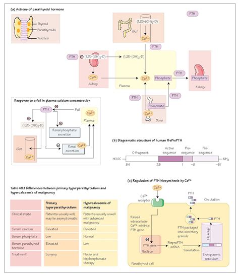 Hypoparathyroidism Artofit