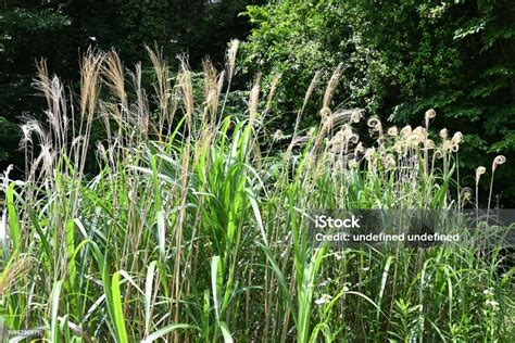 시든 일본 팜파스 잔디 계절 배경 자료입니다 Poaceae 다년생 식물 꽃 스파이크는 여름부터 가을까지 줄기 끝에 붙어 있습니다