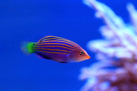 Leopard Wrasse Macropharyngodon Ultimate Guide To Types And Care