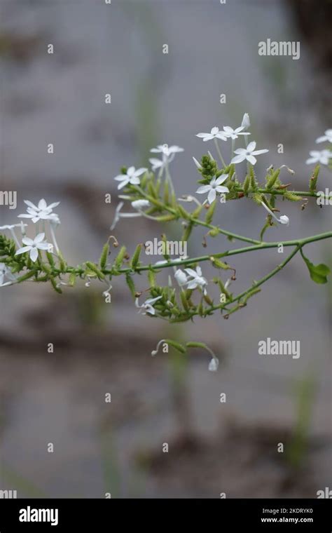 Plumbago Zeylanica Also Called Daun Encok On The Tree Early Folk