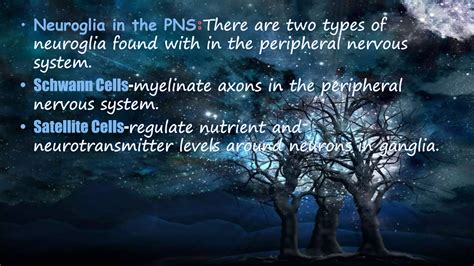 Classification Function And Location Fo Neuroglia Cells Ppt
