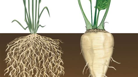 Root Definition Types Examples Morphology Functions 2