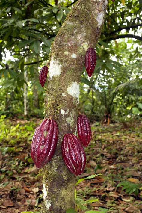 pin on cocoa bean trees