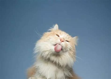 1 Por Q Mi Gato Me Lame [2023]