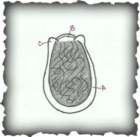 Trematoda Parasitology Notebook