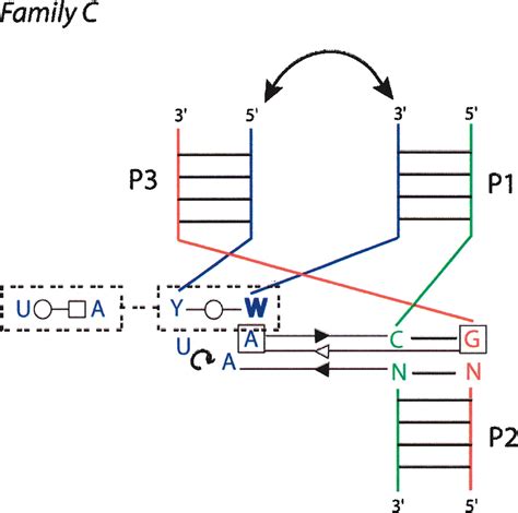 Topology Of Three Way Junctions In Folded Rnas