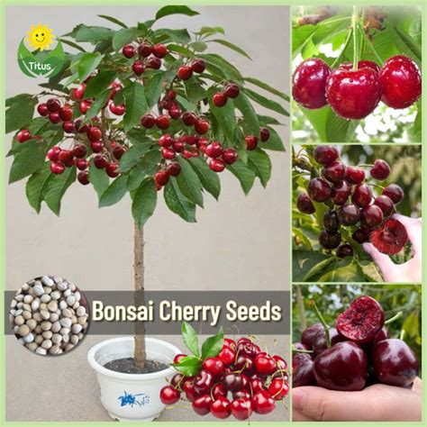 100 Original Sweet Cherry Seeds Bonsai Fruit Seeds For Planting