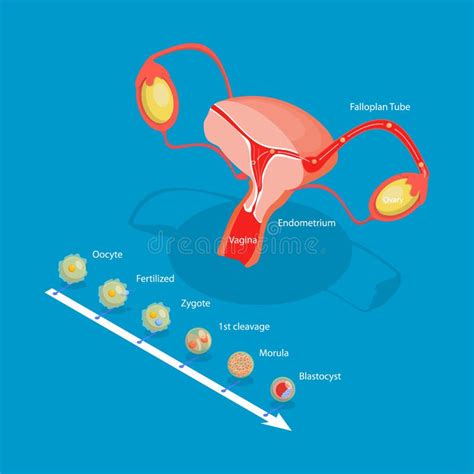 3d Isometric Flat Vector Illustration Of Ovulation Fertilization
