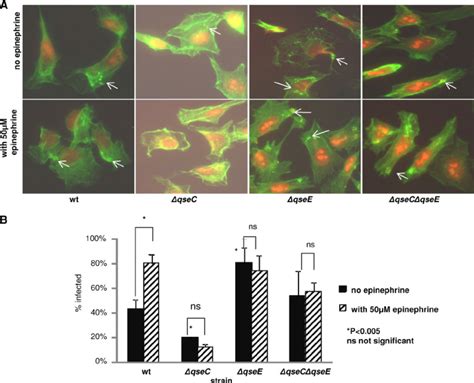 Fluorescent Actin Staining Fas Assays Hela Cells Were Infected For 6