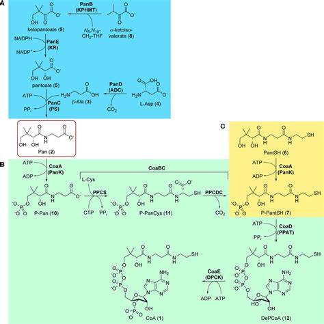 Coenzyme A Synthesis