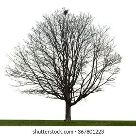 Naked Tree On White Background Stock Photo Shutterstock