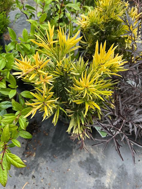 Podocarpus Roman Candle Dwarf Evergreen Shrub Compact Columnar Conifer Usda Zones 7 10