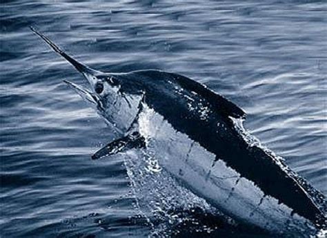 What S The Difference Between A Marlin And A Swordfish All Difference