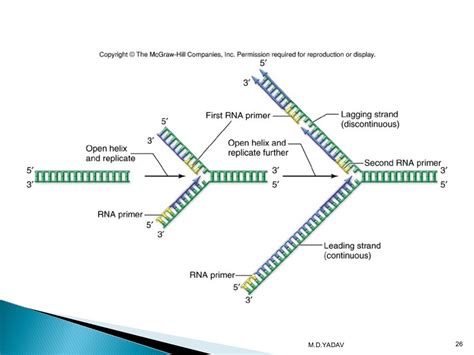 Dna Replication And Types Of Dna