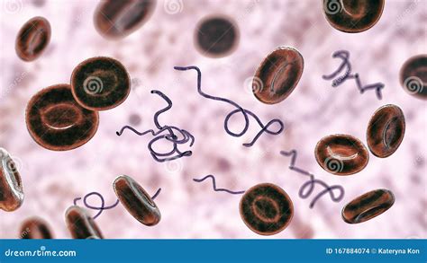 Borrelia Bacteria Illustration 79199356