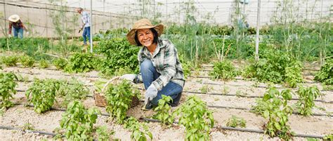 농장 온실에서 유기농 채소를 모으는 아시아 여성 현지 식품과 지속 가능한 작업 개념 얼굴에 집중 건강한 생활방식에 대한 스톡 사진 및 기타 이미지 Istock