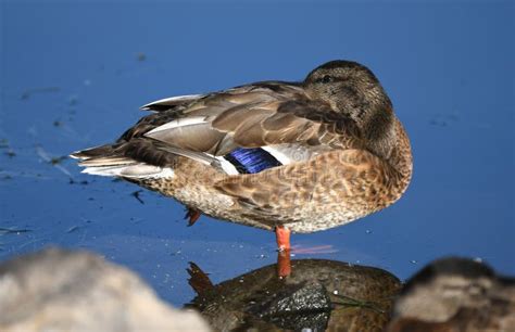 Female Mallard Duck Hen Tucking Bill Into Feathers Park City Utah Usa