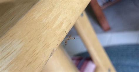 The Smallest Praying Mantis I Have Ever Seen Imgur