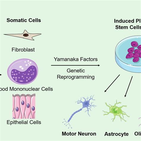 IPSCs Can Be Derived From Patient S Somatic Cells And Differentiated In