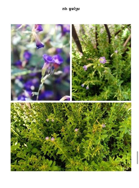 ម្អមស្រែ Swam Leaf ជាឱសថព្យាលបាលក្អកមាន់ គ្រុន និងកើតបូសជាដើម នគរដ្រេហ្គន