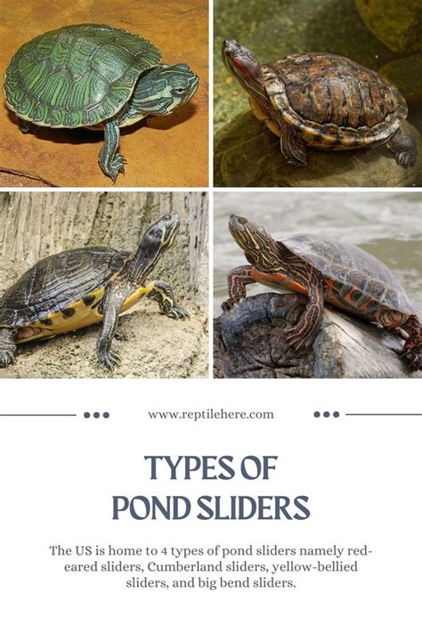 Types Of Pond Sliders Slider Turtle Yellow Bellied Slider Red Eared