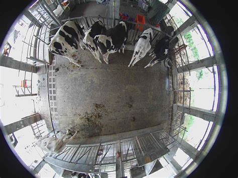 Cow Object Detection Dataset And Pre Trained Model By Nchu