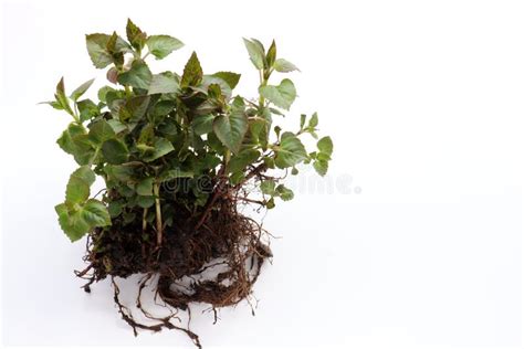 Mint Plant With Roots And Soil For Planting On White Background Stock Image Image Of