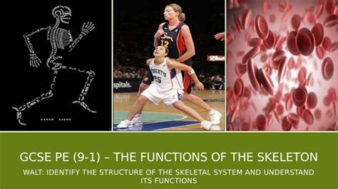 Aqa Gcse Pe 9 1 The Functions Of The Skeleton Lesson Resources Teaching Resources