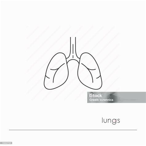 폐 아이콘이 분리되었습니다 폐의 단일 얇은 선 기호 인체 해부학 개요 픽토그램 건강 진단에 대한 스톡 벡터 아트 및 기타 이미지