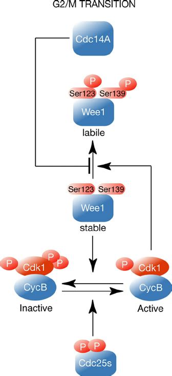 Model Of Cdc14a Function In The Regulation Of Human Wee1 At The G2 M Download Scientific