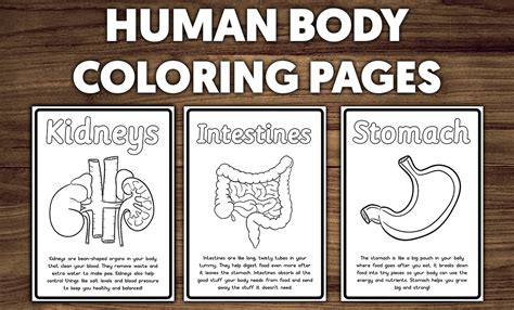 Human Organs Coloring Page Crafts And Worksheets For Human Body Organs