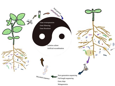 Pbj 华南农大联合中科院东北地理所发表植物功能基因与根际微生物互作综述 Csdn博客