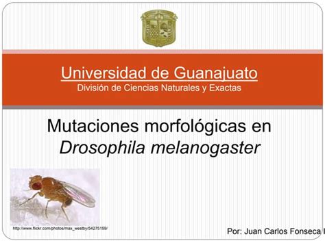 Mutaciones Morfológicas En Drosophila Melanogaster Pptx