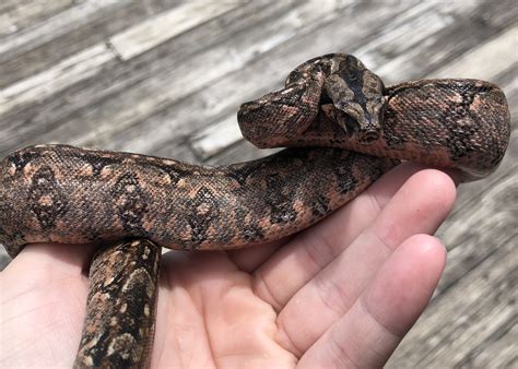My High Color Tarahumara Dwarf Boa Boa Constrictors Morphmarket Reptile Community