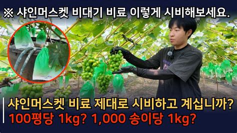 비대기 샤인머스켓 반드시 착과량당평당 계산해서 비료주세요 샤인머스켓 재배방법 Youtube