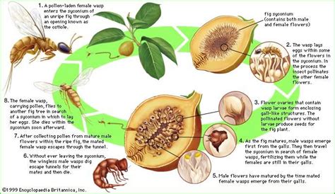 Fig Wasp Insect