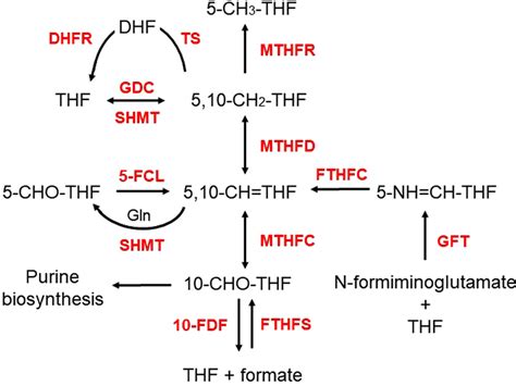 Interconversion Of Folate Species Thf Tetrahydrofolate 5 Ch3 Thf