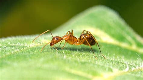 Hormigas Explorando El Mundo De Una Especie Impresionante
