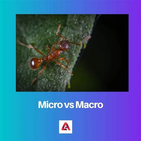 Micro X Macro Diferença E Comparação