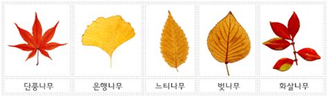 단풍이 드는 이유와 단풍나무 종류 네이버 블로그